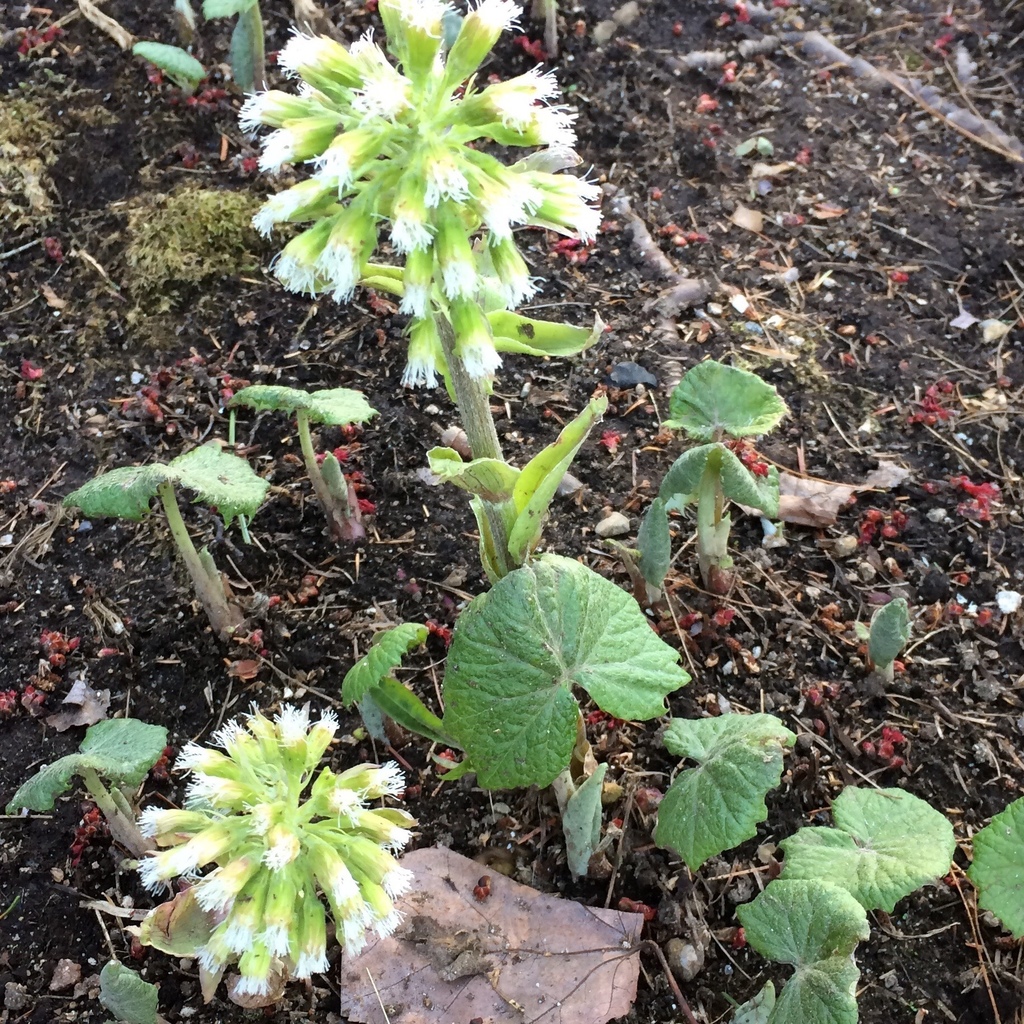 Arrowleaf Sweet Coltsfoot from Nipissing, Unorganized, North Part ON ...