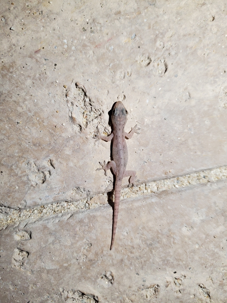 Asian House Gecko from La Paz, BCS, Mexico on April 05, 2022 at 09:09 ...