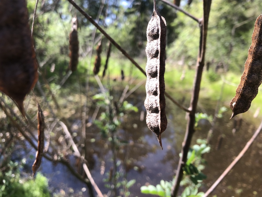 Rattlebush from County Road 344 Loop, Milano, TX, US on April 06, 2022 ...