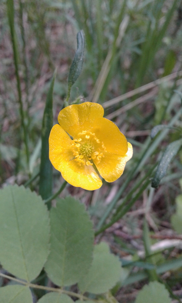 tall buttercup from Division No. 15, AB, Canada on May 27, 2018 at 08: ...