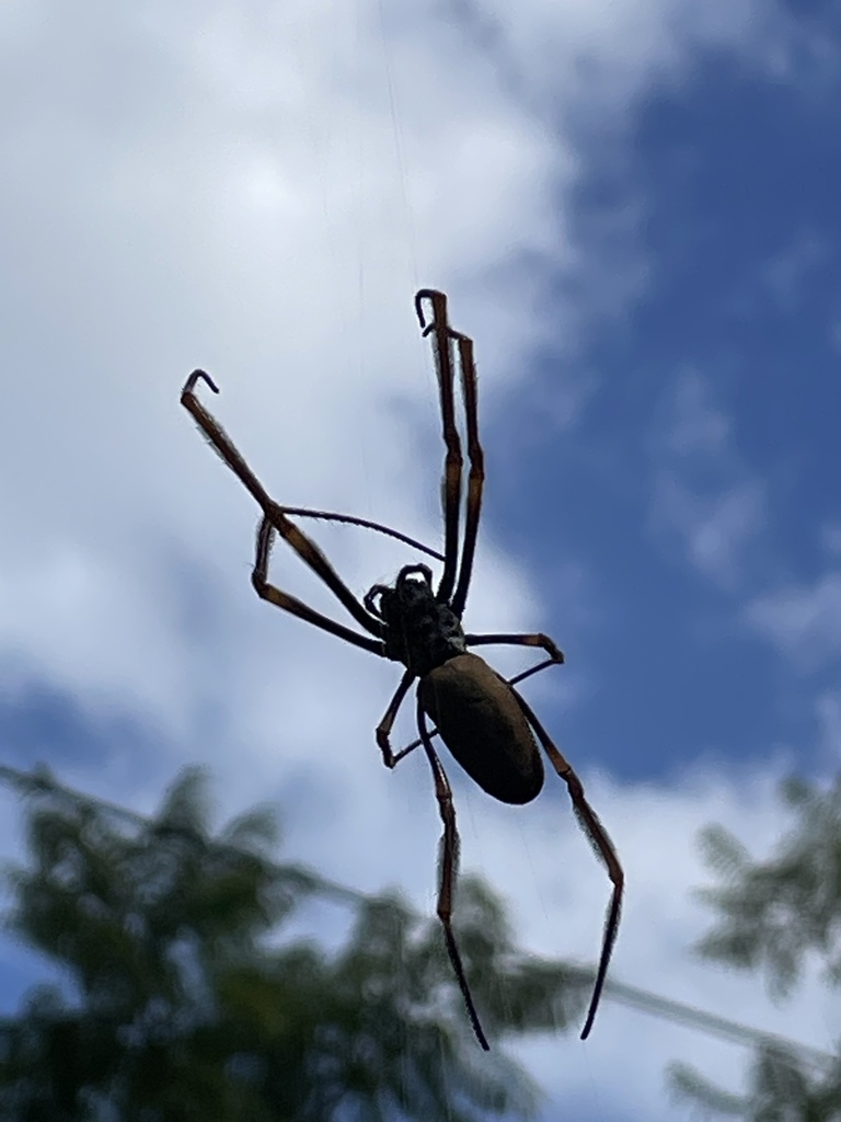 Tiger Spider from Lewisham Ct, Birkdale, QLD, AU on April 07, 2022 at ...