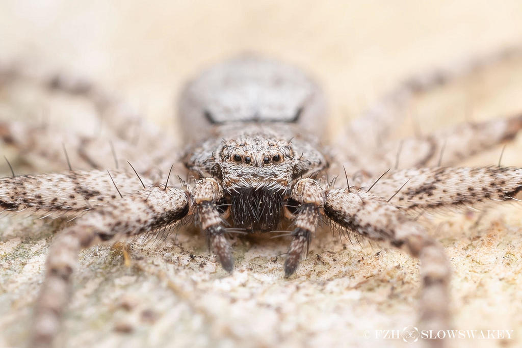 Philodromus spinitarsis from 中国江苏省南京市玄武区 on April 6, 2022 at 09:00 AM ...