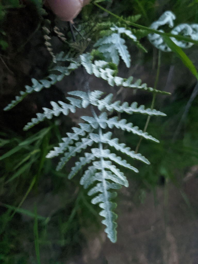 San Diego Silverback Fern from Santee, CA 92071, USA on April 6, 2022 ...