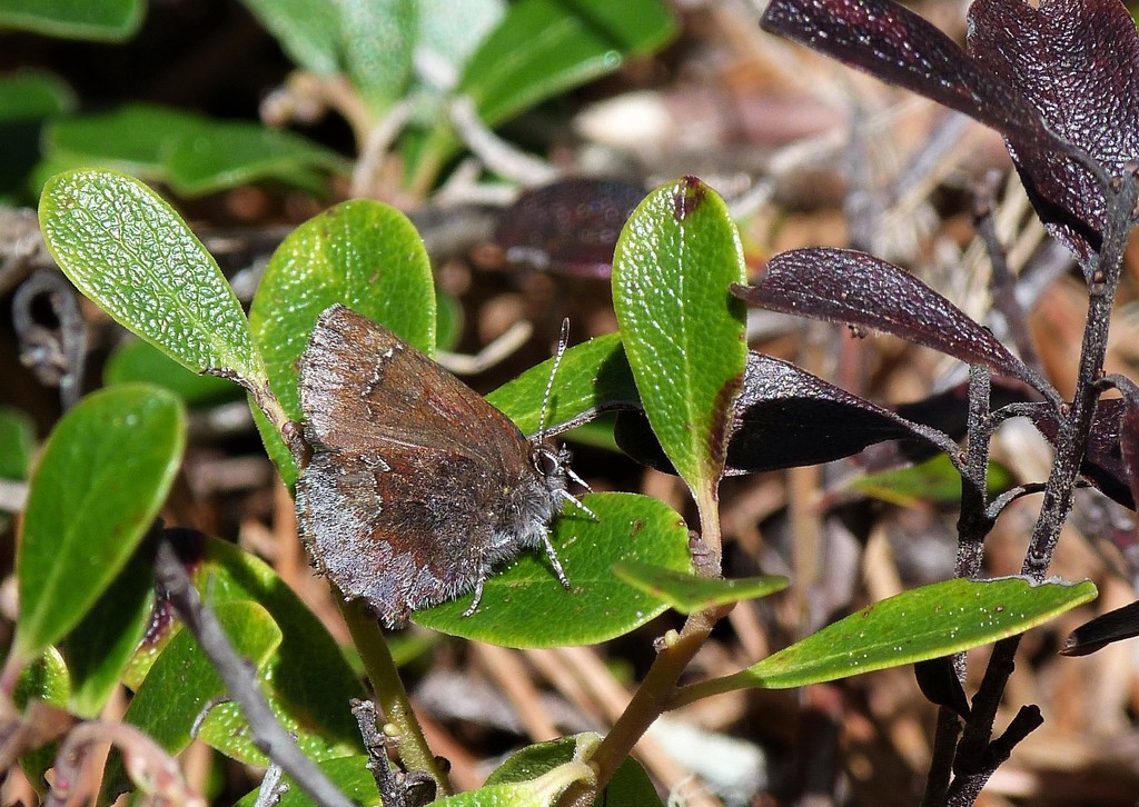 Callophrys polios maritima in April 2022 by svillebirder · iNaturalist