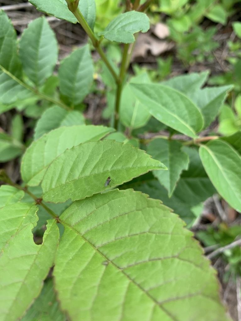 Long-legged Flies from Walnut, CA, USA on April 02, 2022 at 04:54 PM by ...