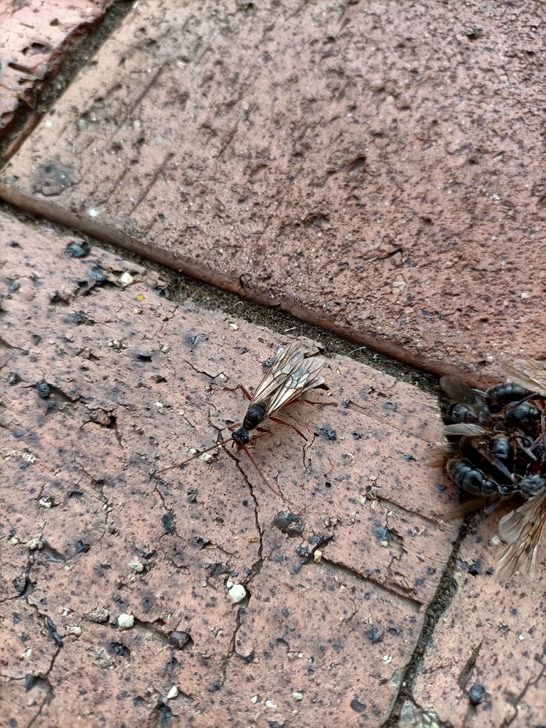 Inchman Ant from Block 11, Bundoora VIC 3086, Australia on April 07 ...