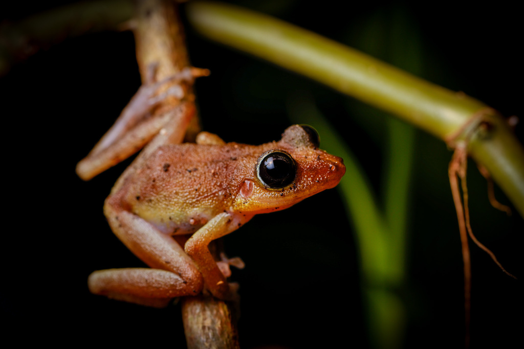 Cook's Robber Frog in April 2022 by anolis23 · iNaturalist