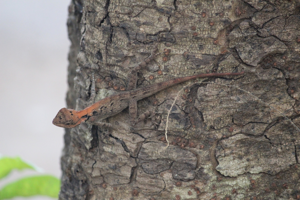 Roux's Forest Lizard from Parpoli, Maharashtra, India on November 30 ...