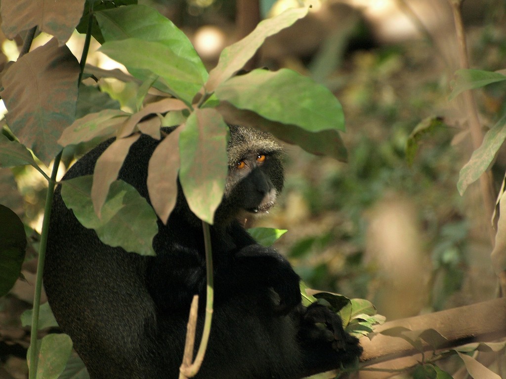 Manyara Monkey in September 2008 by Gregg Below-Fi · iNaturalist