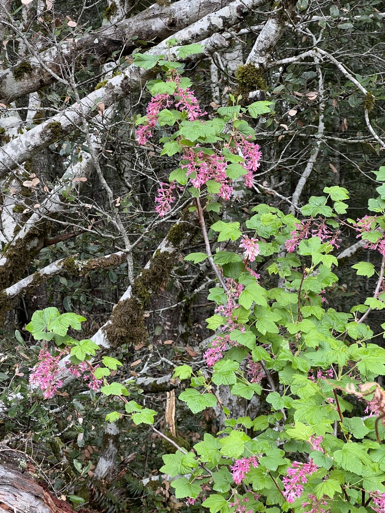 Red-flowering Currant from Redwood National and State Parks, Blue Lake ...