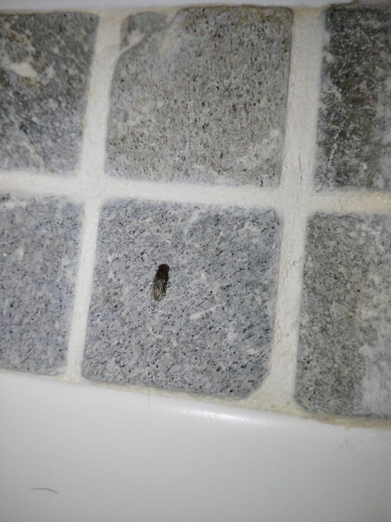 Drosophila repleta by Virte Pe · iNaturalist