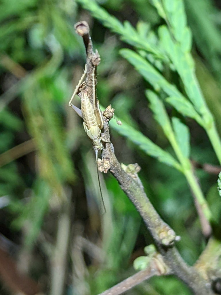 Striped Tree Cricket from CMH3+MJ3, Santa Rita, Guam on April 05, 2022 ...