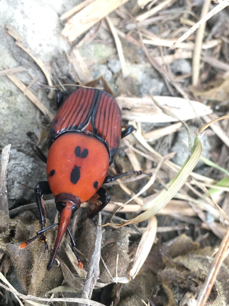Red Palm Weevil from 197, 關山鎮, TW on April 6, 2022 at 11:57 AM by ...