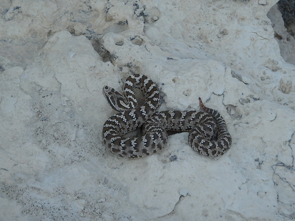 Halys Pit Viper from Shalkar District, Kasachstan on May 6, 2021 at 08: ...