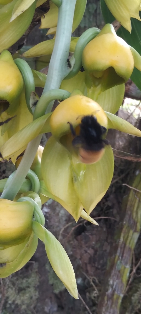 Eulaema polychroma from Arraiján, Panamá on April 07, 2022 at 12:24 PM ...