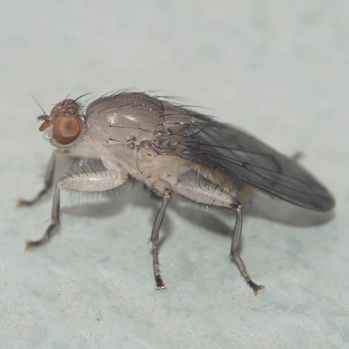 Suillia innotata · iNaturalist Mexico