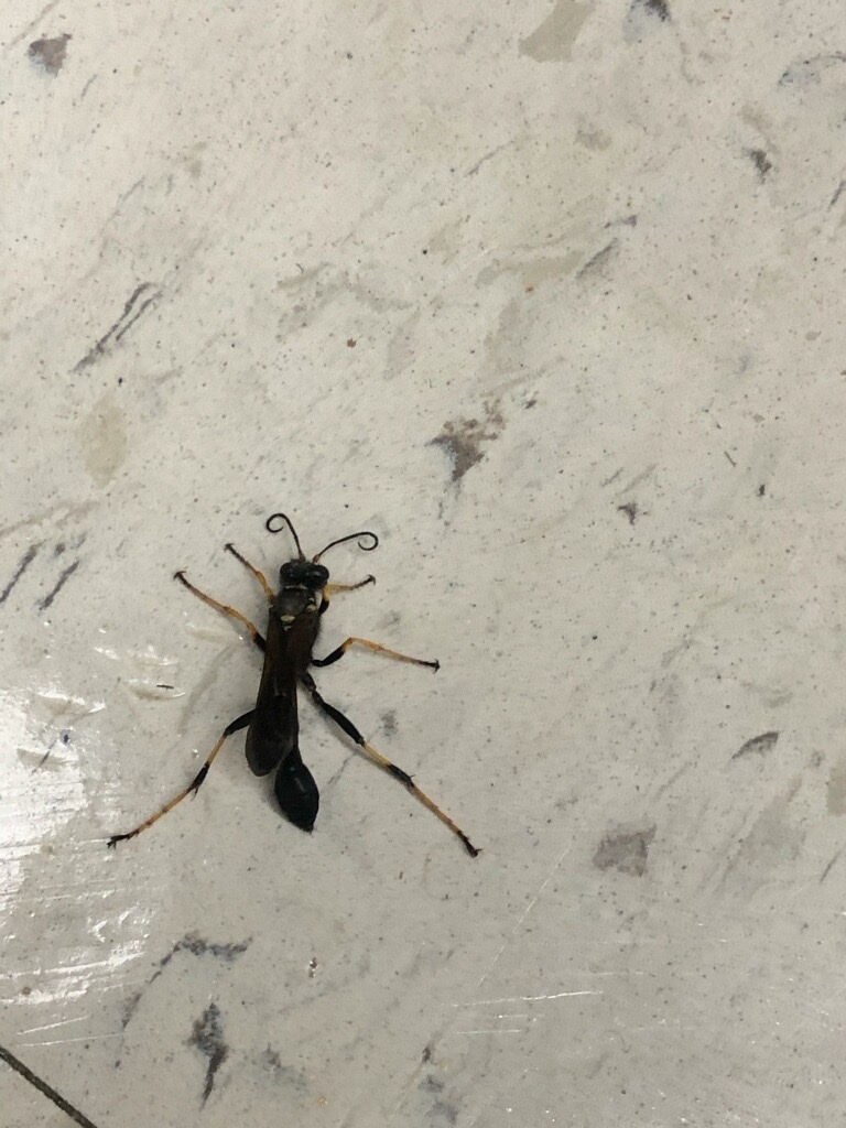 Yellow-legged Mud-dauber Wasp from Flourtown Ave, Glenside, PA, US on ...