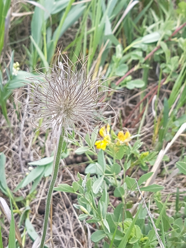 prairie pasqueflower from Weaslehead Flats, Calgary, AB, Canada on May ...