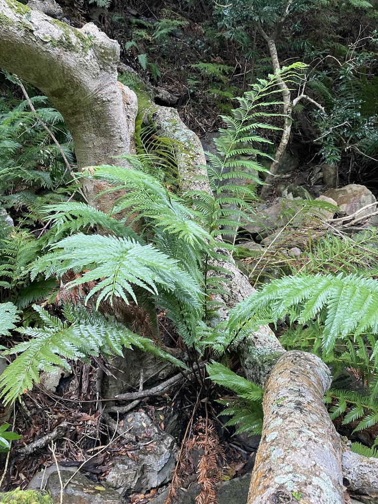 king fern from Boland Mountain Complex, WC, ZA on April 07, 2022 at 10: ...