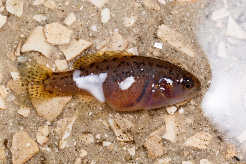 Everglades Pygmy Sunfish from Orange County, US-FL, US on April 03 ...