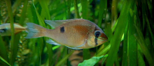 Cupid Cichlid