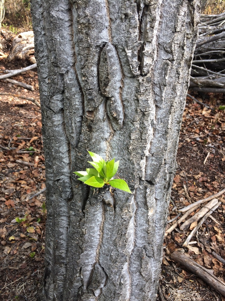 balsam poplar from Whitehorse YT, Whitehorse, YT, CA on May 27, 2018 at ...