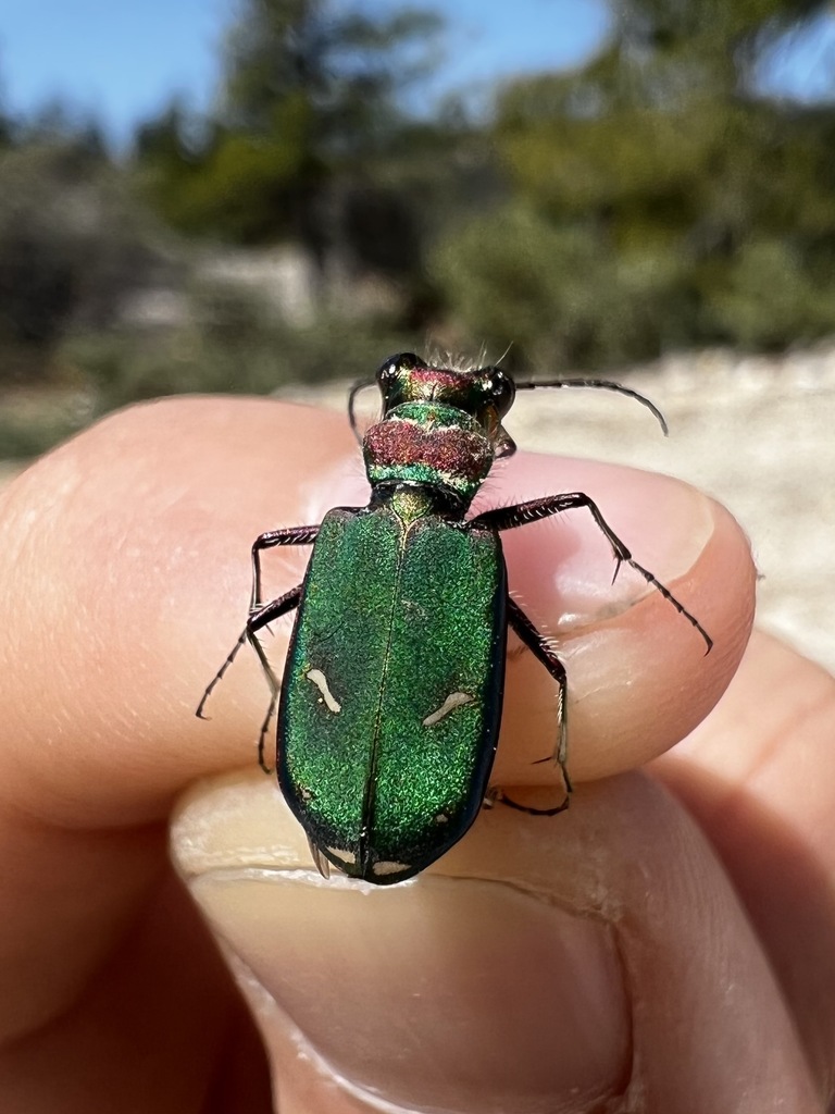 Hatch's Tiger Beetle from Placer County, CA, USA on April 02, 2022 at ...