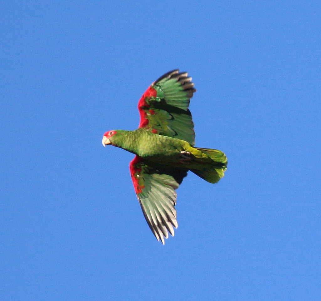 Red-spectacled Amazon in April 2019 by Tomé Silva · iNaturalist