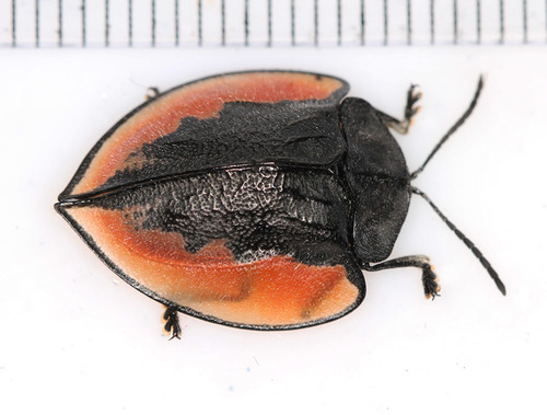 Stolas blandifica · iNaturalist