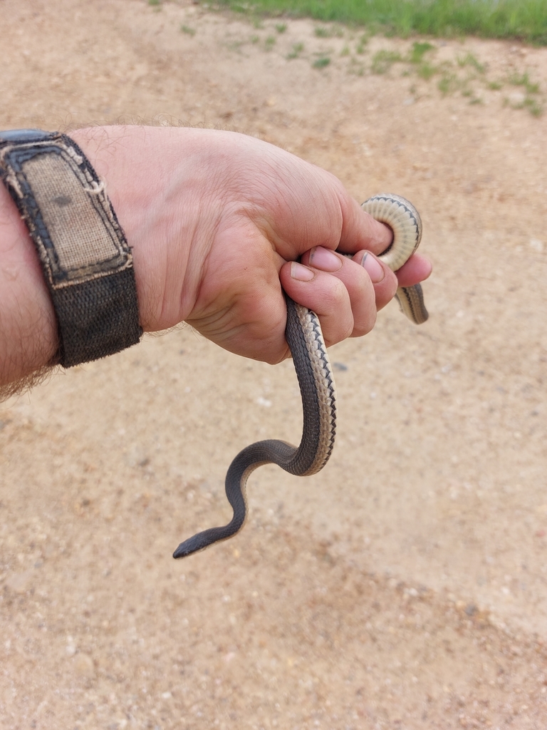 Graham's Crayfish Snake in April 2022 by Ethan Hollender · iNaturalist