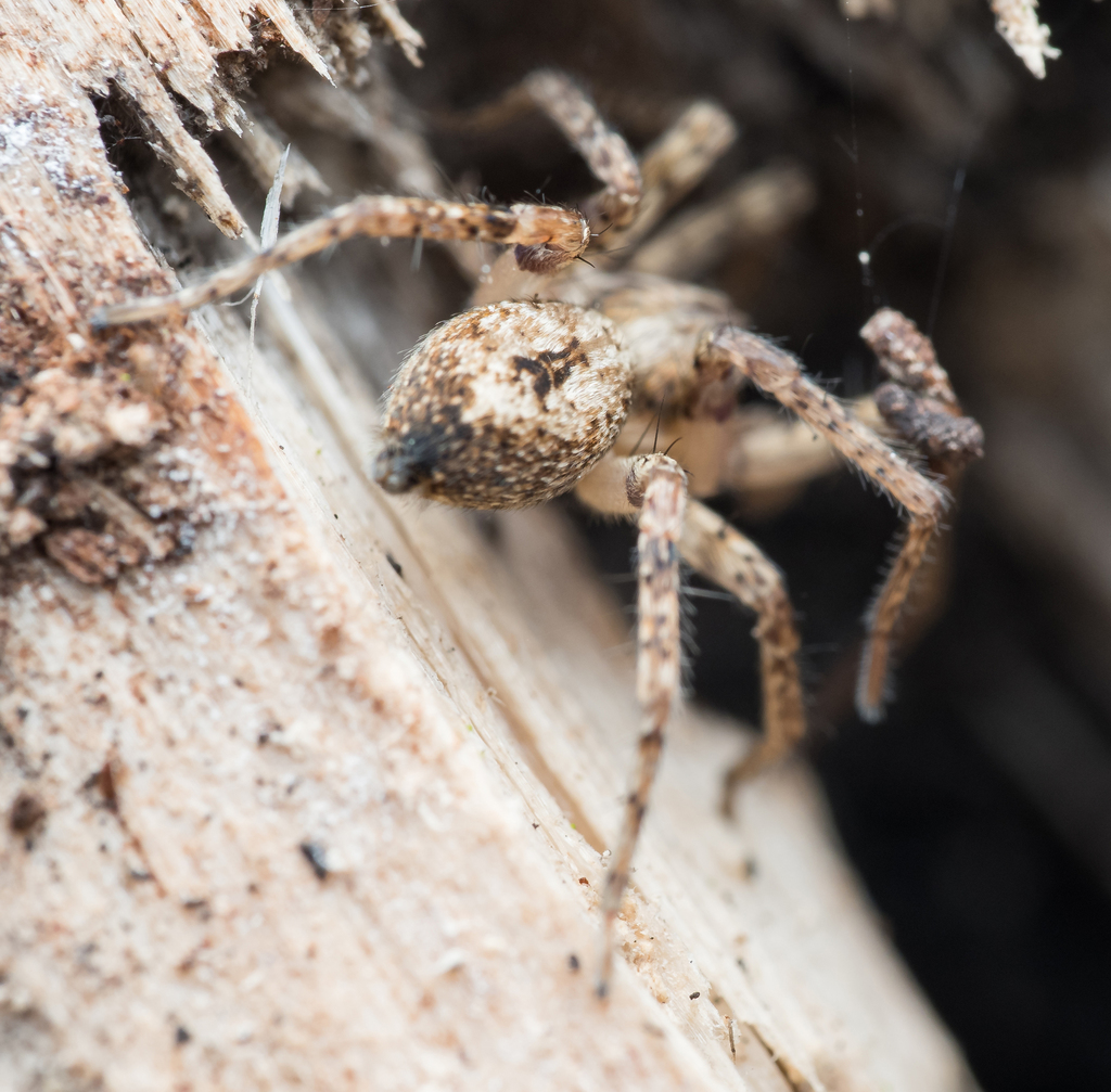 Buzzing Spider in March 2022 by Benjamin Fabian · iNaturalist