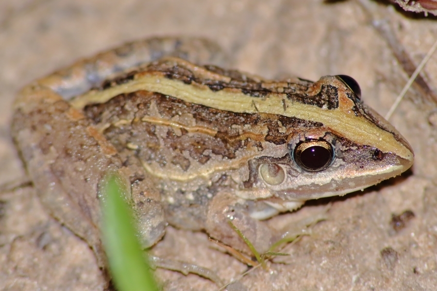 Whistling Grass Frog from Aquidauana - Mato Grosso du Sul, Brésil on ...