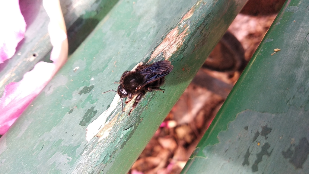 Paulista Bumble Bee from Avenida Santa Fe, 3836, C1425 CABA, Argentina ...