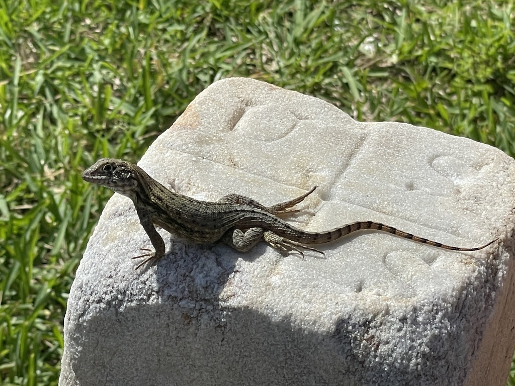 Northern Curly-tailed Lizard from Key West, Key West, FL, US on April ...