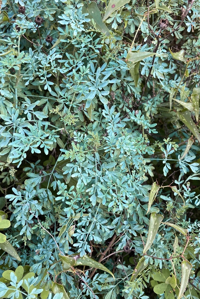 Fringed Rue from Sardegna, Uta, Sardegna, IT on December 7, 2021 at 04: ...