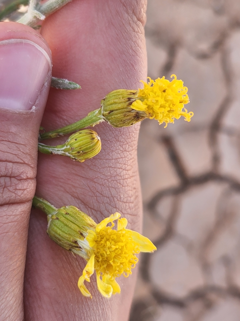 threadleaf groundsel from Carlsbad, NM 88220, USA on April 07, 2022 at ...