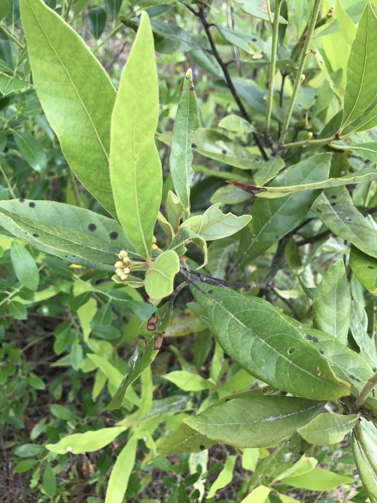 Swamp Bay from 1358 Green Swamp Rd NW, Supply, NC, US on May 27, 2018 ...