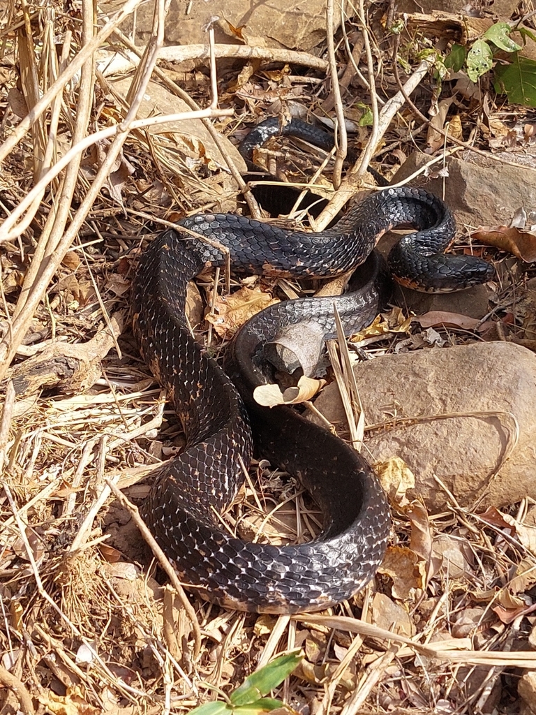 Central American Indigo Snake from San Blas, Nay., México on April 07 ...