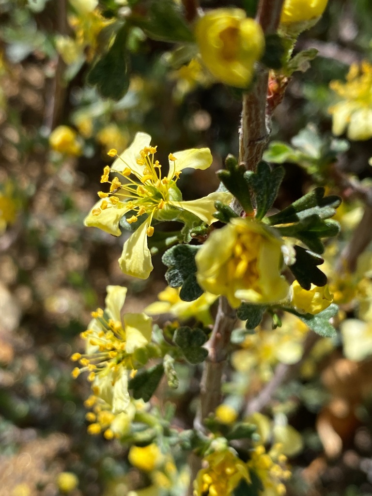 Antelope Bitterbrush from Cleveland National Forest, Descanso, CA, US ...