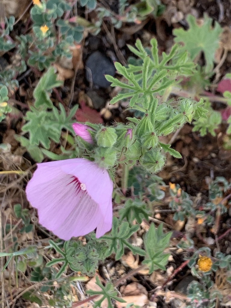 fringed checkerbloom from Snell Valley Rd, Pope Valley, CA, US on April ...