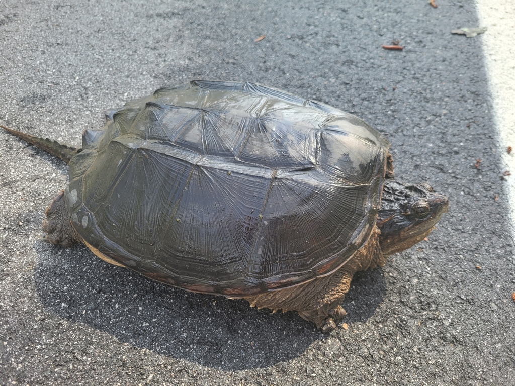 Common Snapping Turtle from Folkston, GA 31537, USA on April 07, 2022 ...