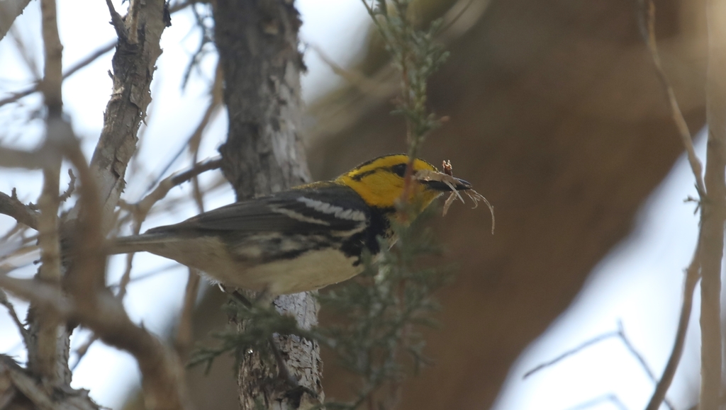 Golden-cheeked Warbler in April 2022 by Andrew Orgill · iNaturalist