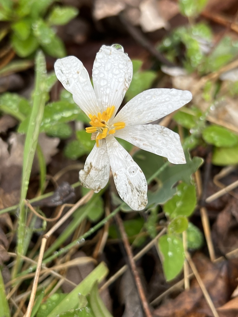 bloodroot in April 2022 by Kyle Klotz · iNaturalist