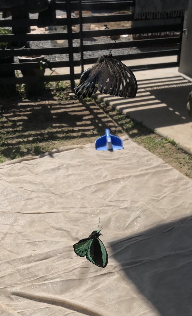 Cairns Birdwing in April 2022 by Sarah Slater. One female and two males ...