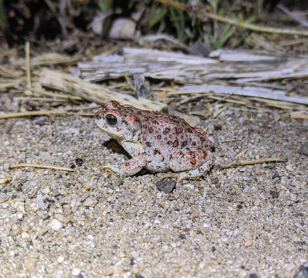 Red-spotted Toad in April 2022 by matthew gruen · iNaturalist