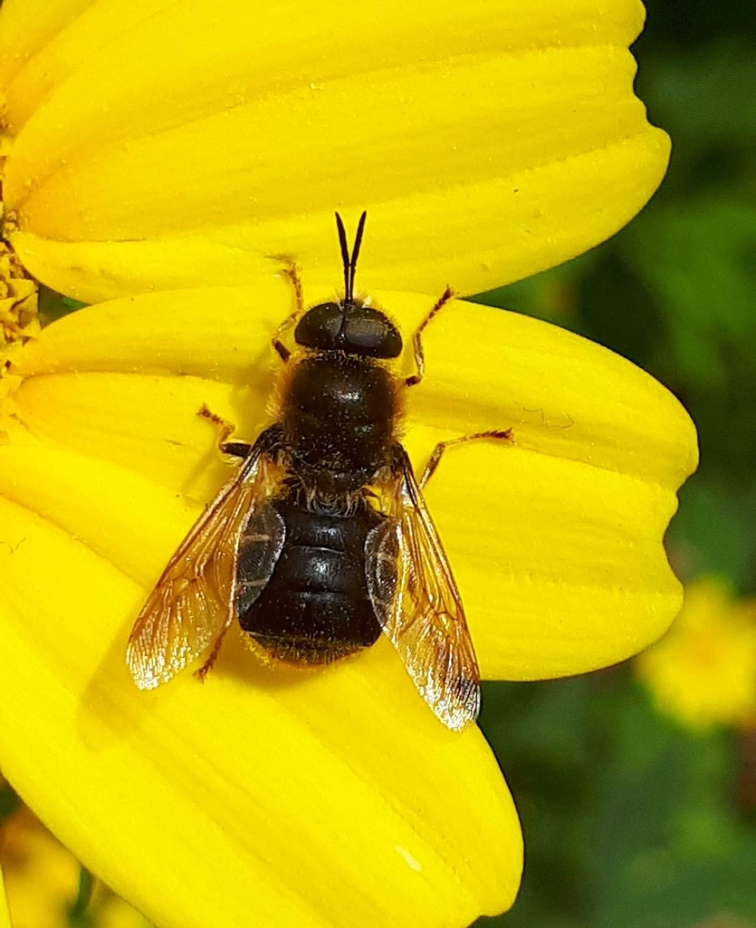 Stratiomys by Danny Ghinzberg · iNaturalist