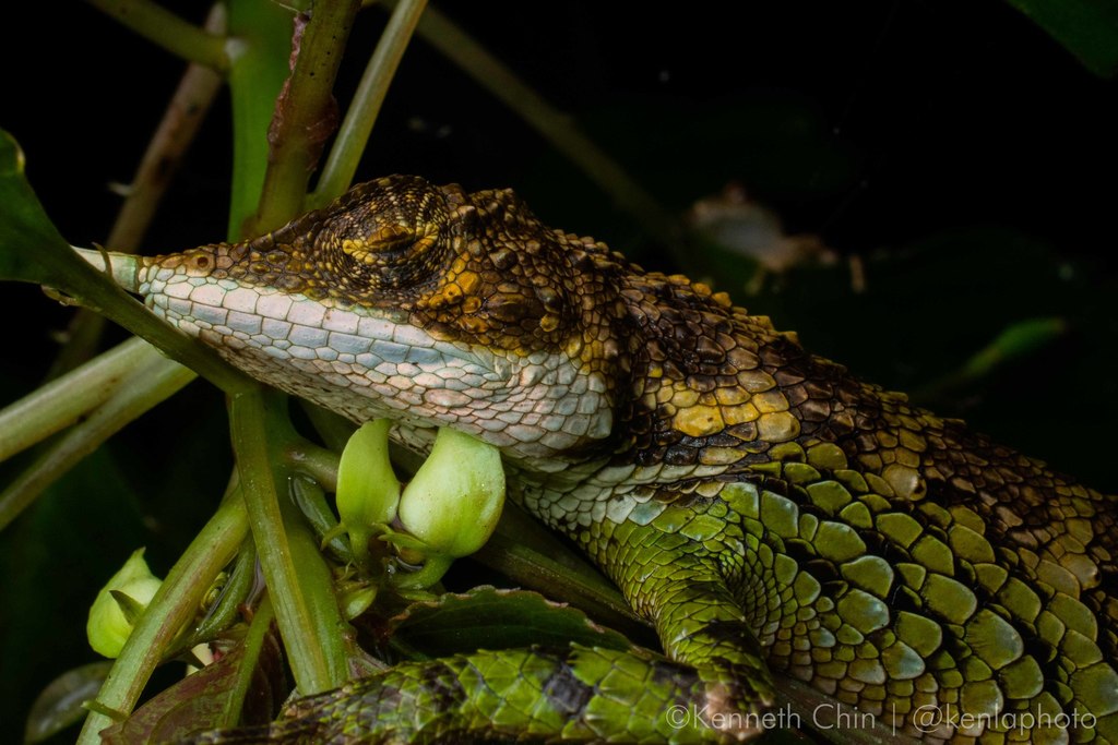 Rhino Horn Lizard in March 2022 by Kenneth Chin · iNaturalist