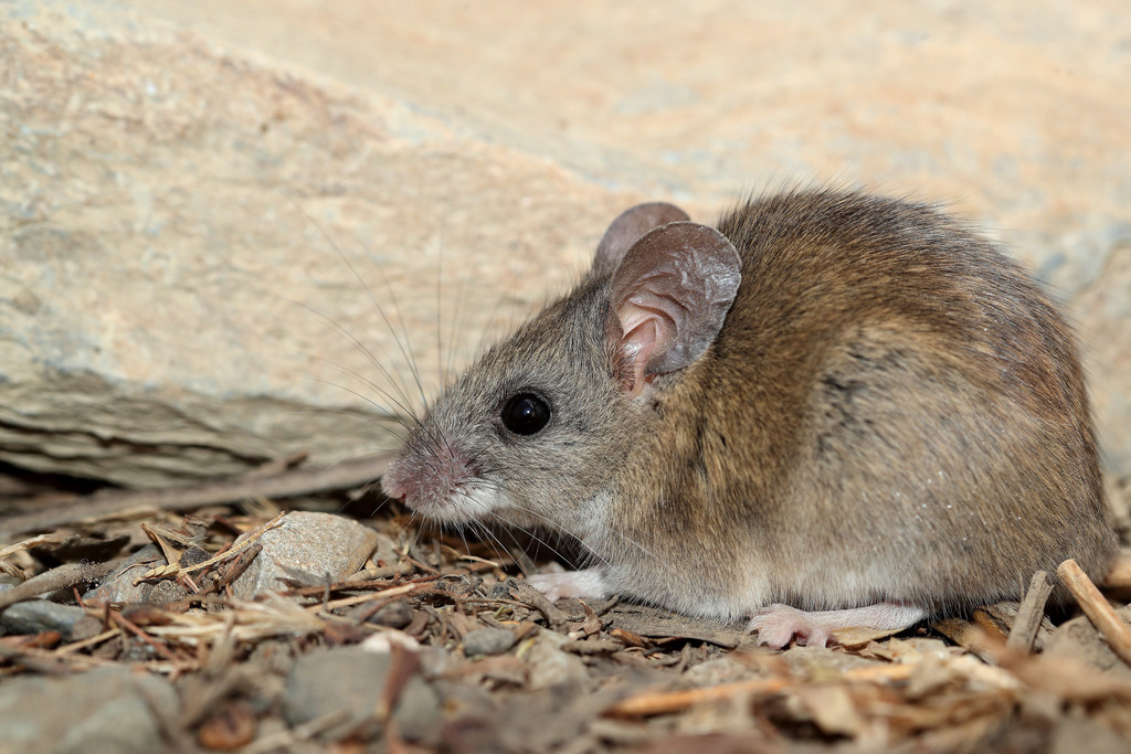 Yemeni Mouse from Al Soudah Arabia Saudita on April 06, 2022 at 10:52 ...