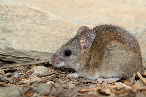Yemeni Mouse (Ochromyscus yemeni) · iNaturalist