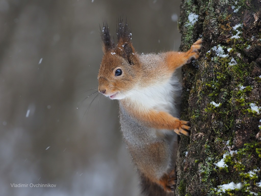 Eurasian Red Squirrel from Novyye Rzhavki, Moscow, Russia on April 7 ...